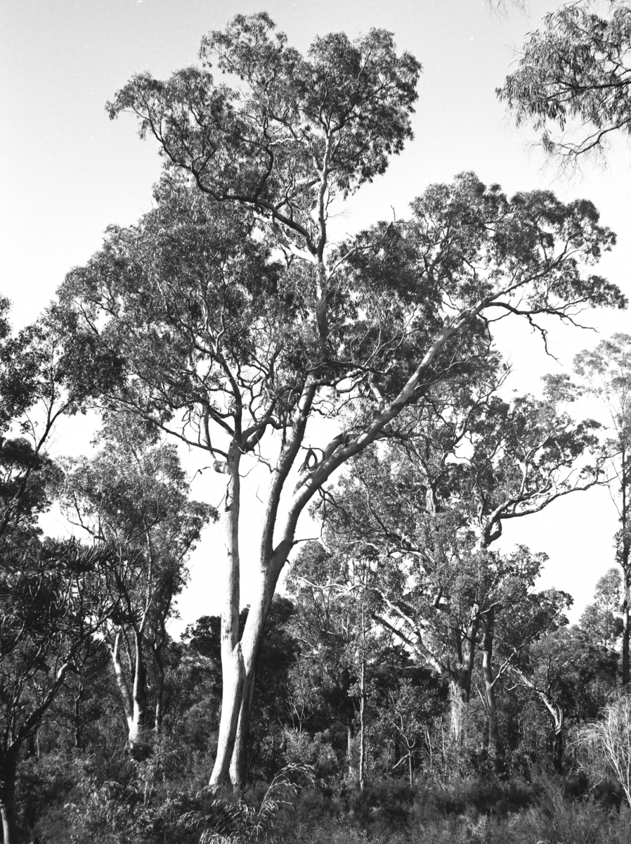 Tuart (Eucalyptus gomphocephala) – Robert Powell Tree Pictures