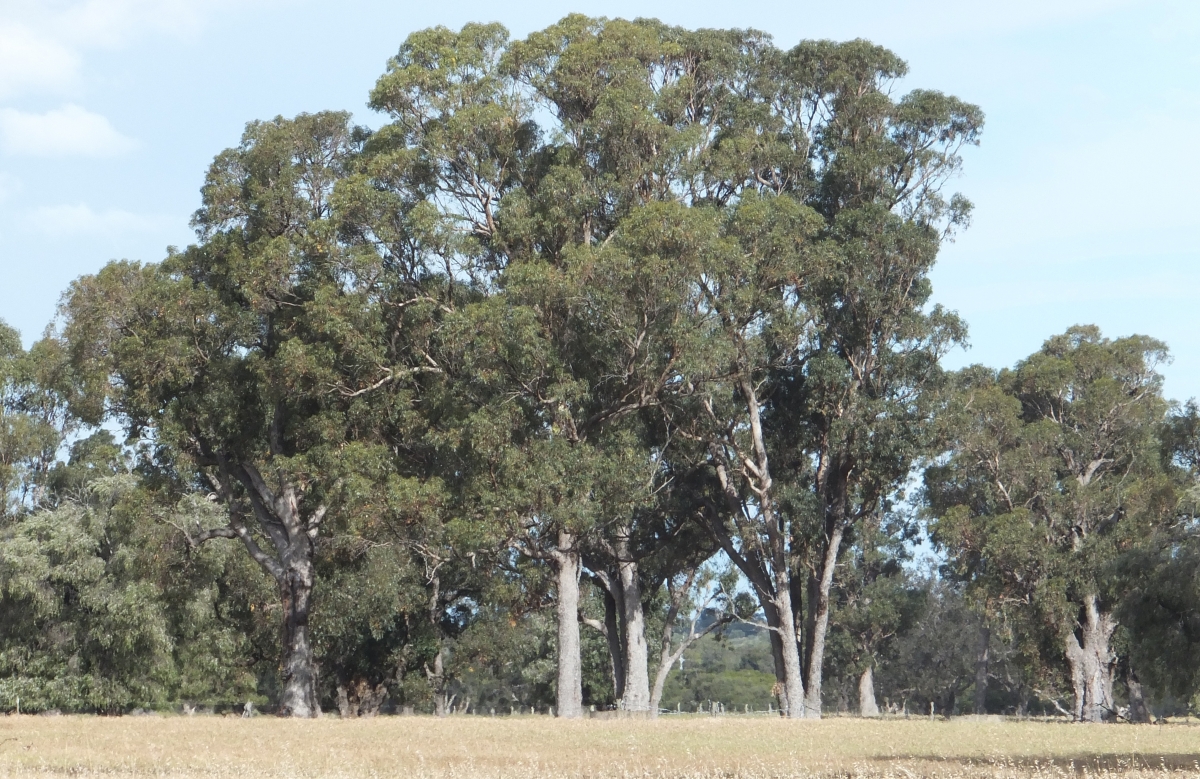 Tuart (Eucalyptus gomphocephala) – Robert Powell Tree Pictures