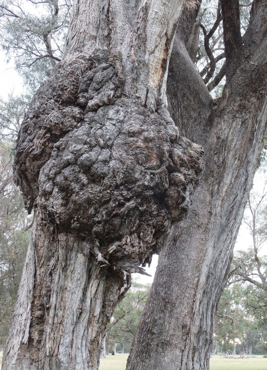 Tuart (Eucalyptus gomphocephala) – Robert Powell Tree Pictures