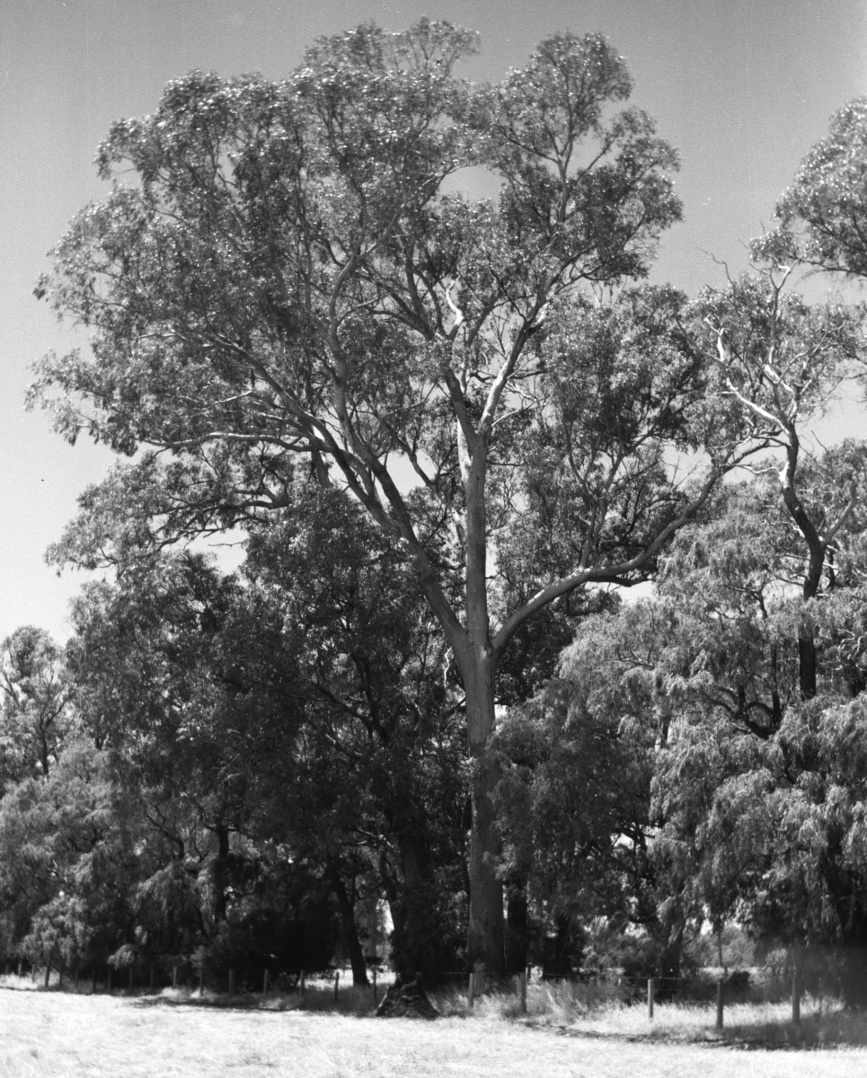 Tuart (Eucalyptus gomphocephala) – Robert Powell Tree Pictures