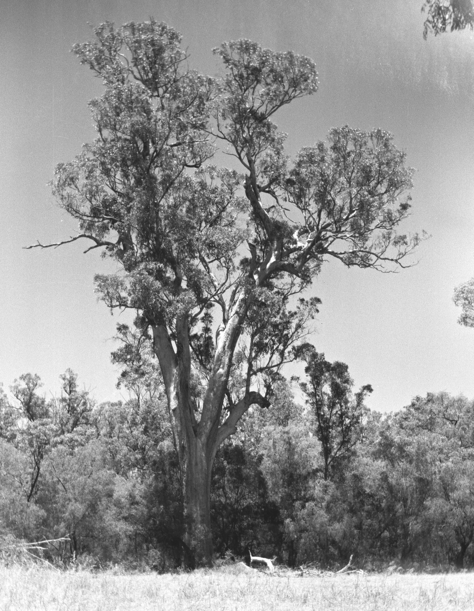 Tuart (Eucalyptus gomphocephala) – Robert Powell Tree Pictures