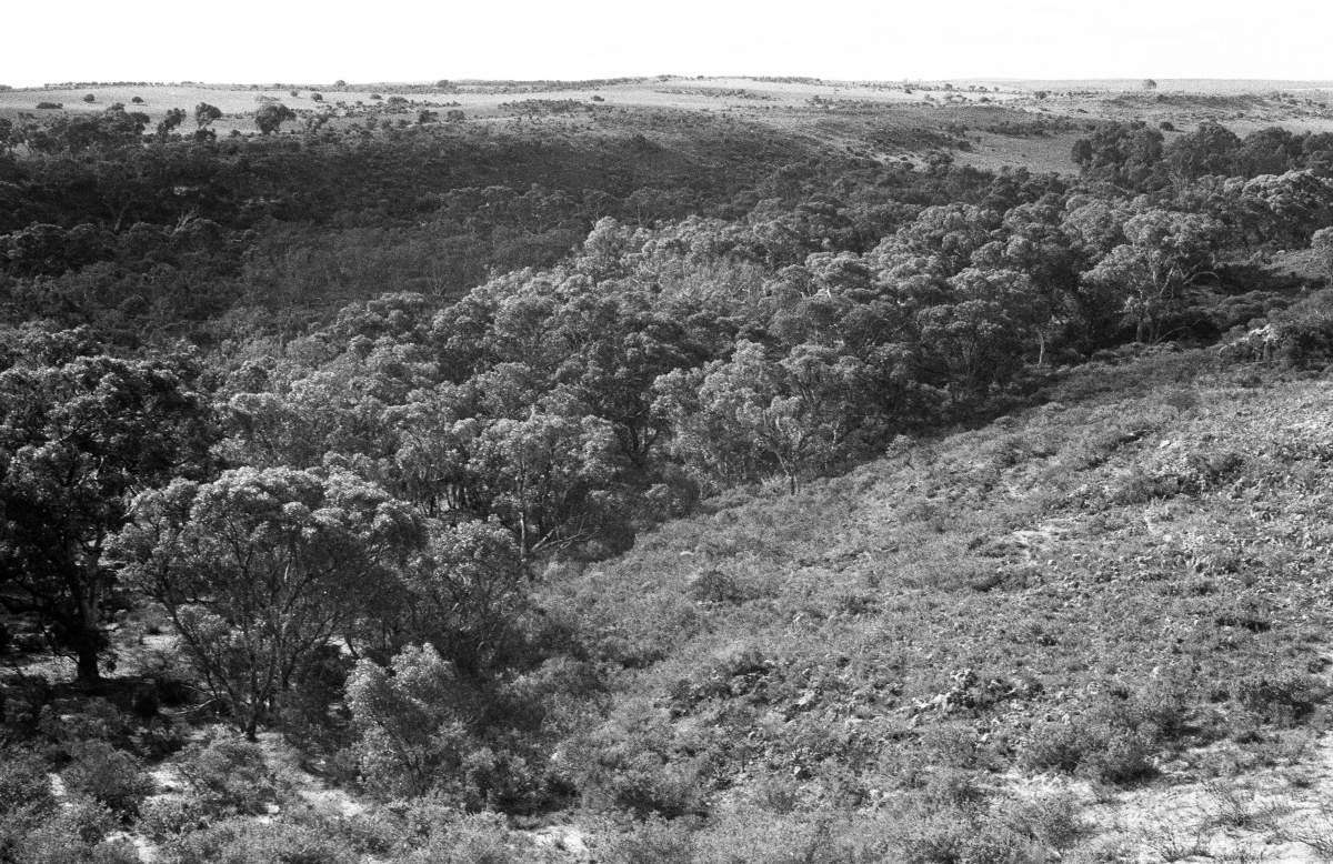 Tuart (Eucalyptus gomphocephala) – Robert Powell Tree Pictures