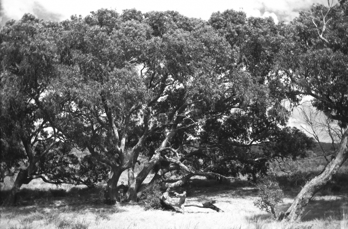 Tuart (Eucalyptus gomphocephala) – Robert Powell Tree Pictures