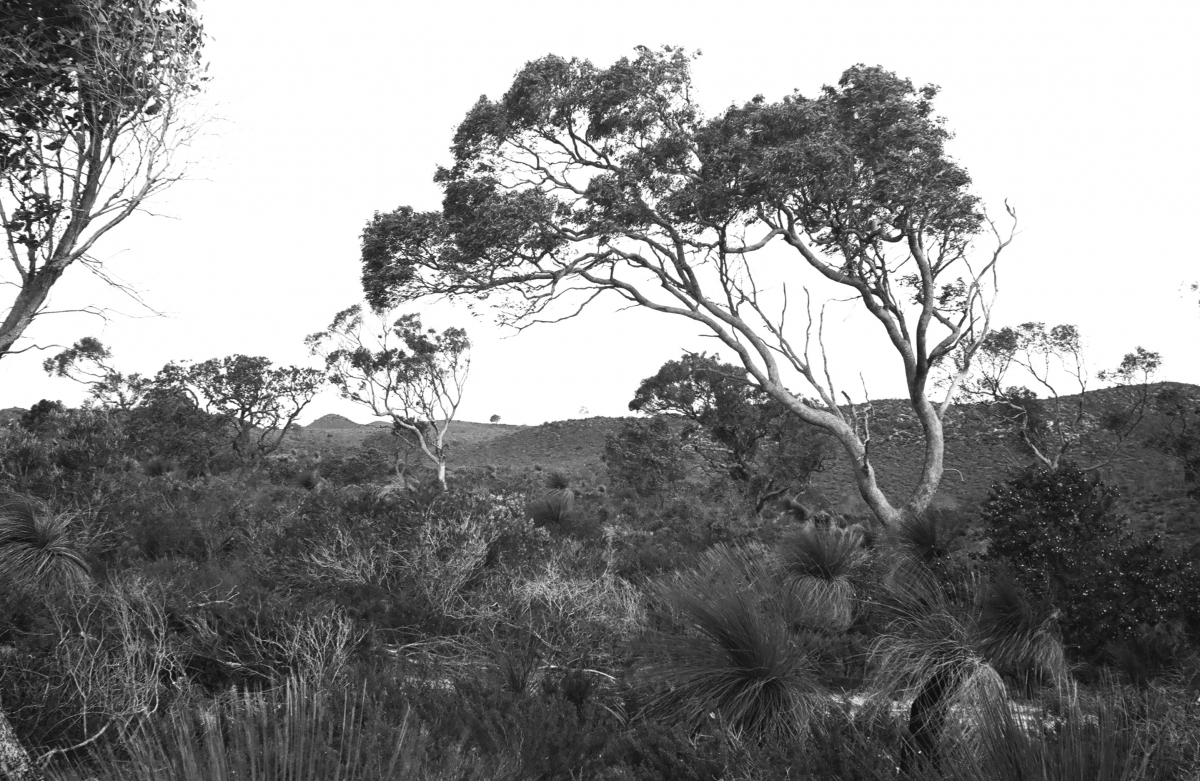 Tuart (Eucalyptus gomphocephala) – Robert Powell Tree Pictures