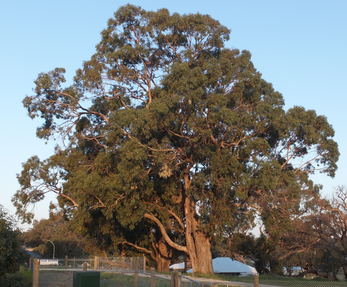 Tuart (Eucalyptus gomphocephala) – Robert Powell Tree Pictures