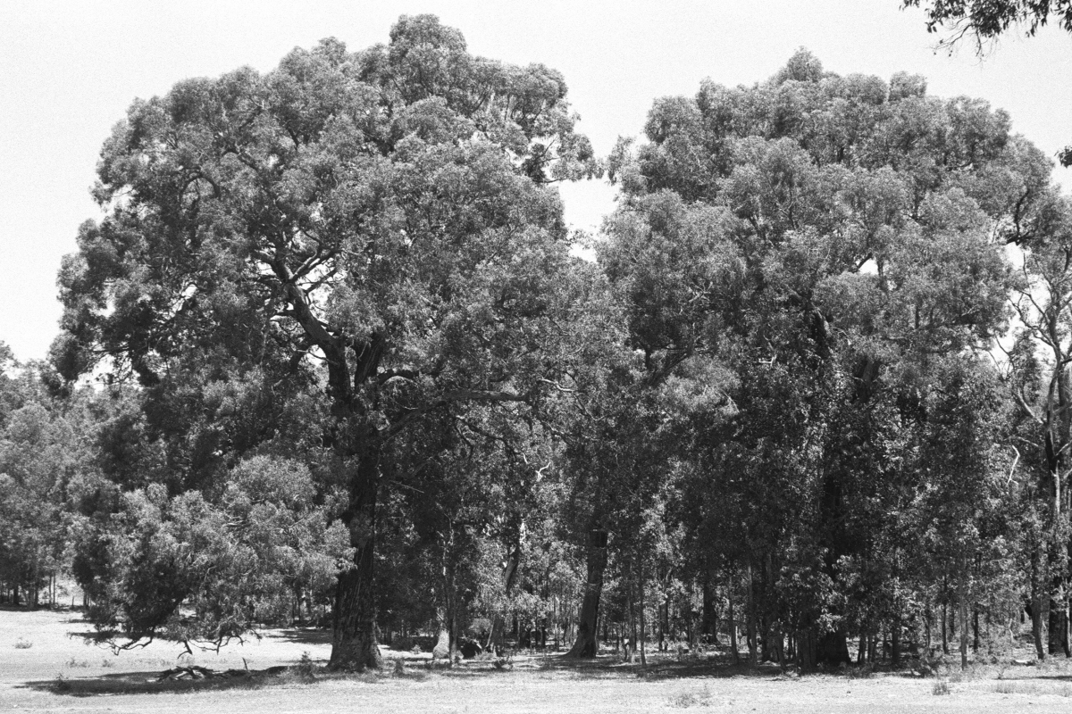 Yarri (Eucalyptus patens) – Robert Powell Tree Pictures