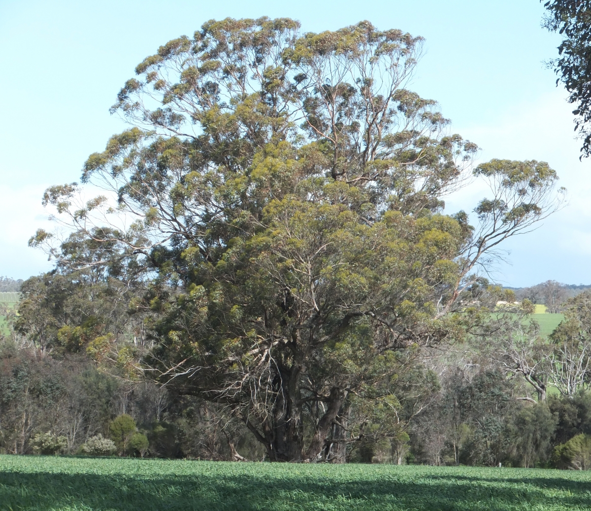 Yate (Eucalyptus cornuta) – Robert Powell Tree Pictures