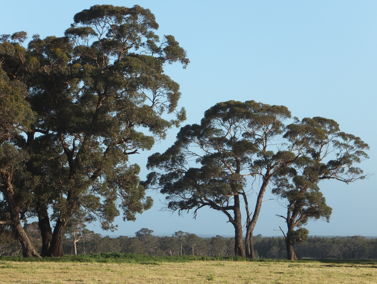 Yate (Eucalyptus cornuta) - Robert Powell Tree Pictures