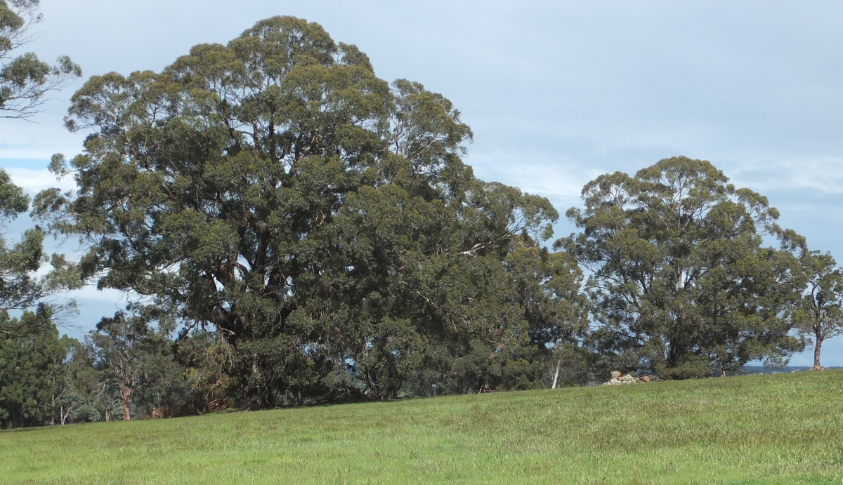 Yate (Eucalyptus cornuta) - Robert Powell Tree Pictures
