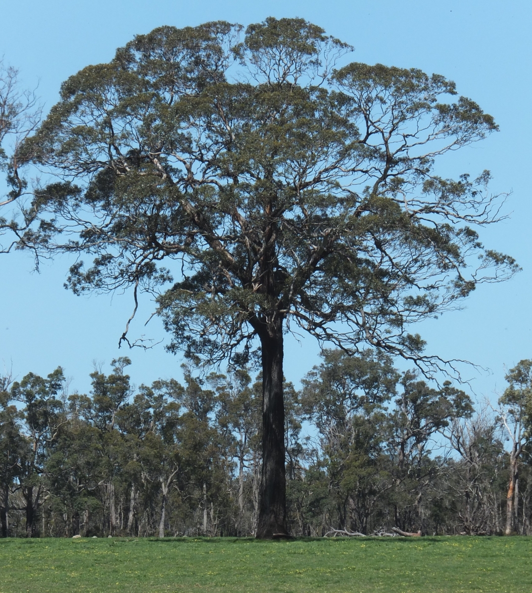 Yate (Eucalyptus cornuta) - Robert Powell Tree Pictures